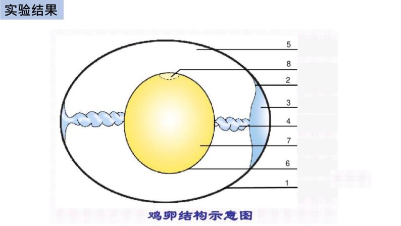 初中生物中考复习 初中生物实验突破（通用版）：观察鸡卵的结构课件 教习网课件下载