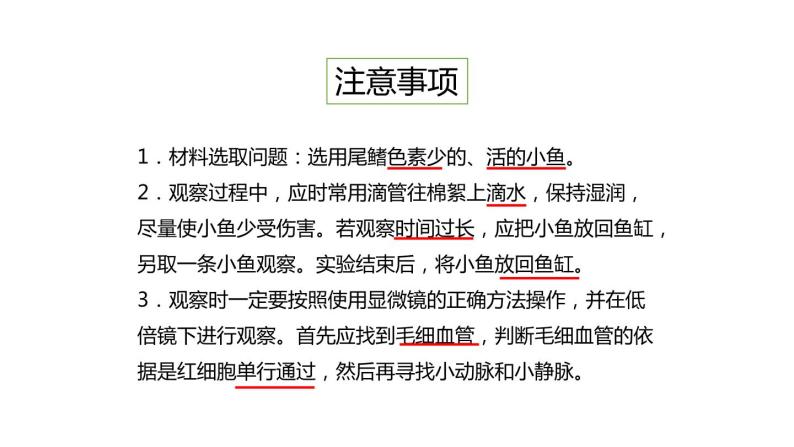 初中生物中考复习 初中生物实验突破（通用版）：观察小鱼尾鳍内血液的流动课件 教习网课件下载