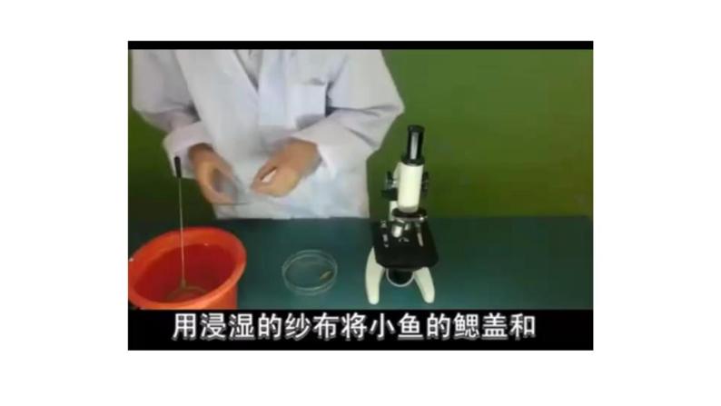 初中生物中考复习 初中生物实验突破（通用版）：观察小鱼尾鳍内血液的流动课件 教习网课件下载
