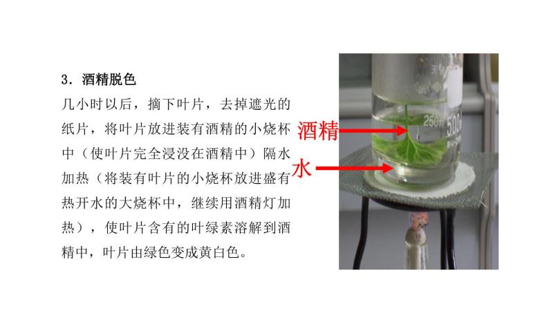 初中生物中考复习 初中生物实验突破（通用版）：绿叶在光下制造有机物课件 教习网课件下载