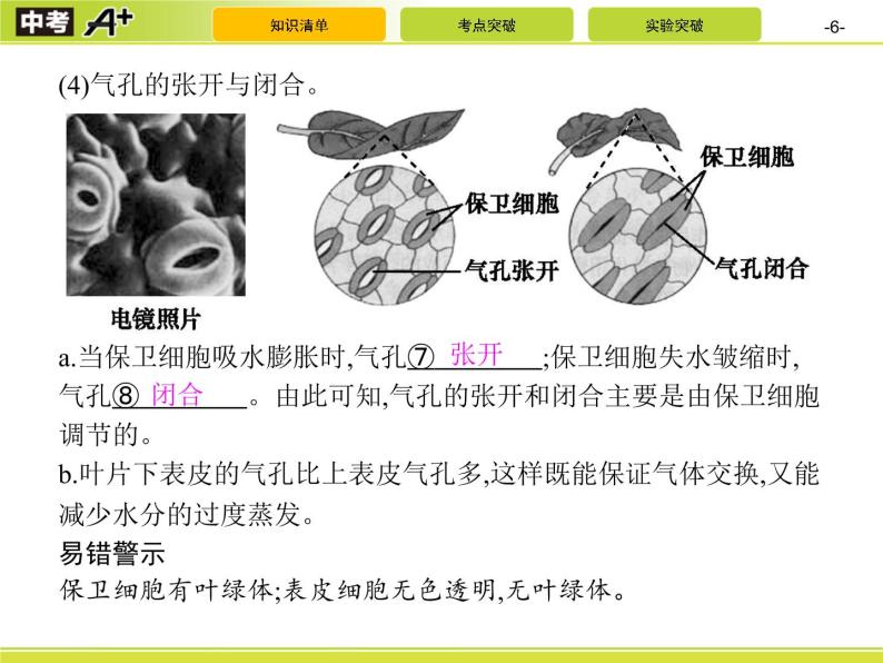 初中生物中考复习 第3讲 绿色植物与生物圈的水循环课件ppt 教习网课件下载
