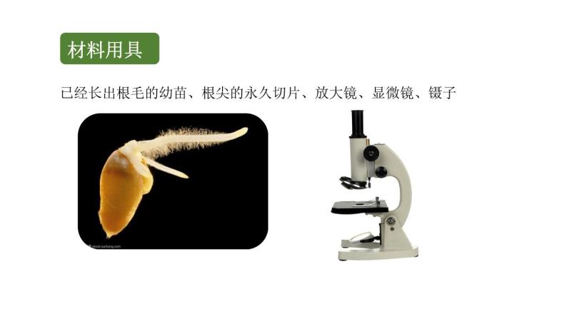 初中生物中考复习 初中生物实验突破（通用版）：观察根毛和根尖的结构课件 教习网试卷下载