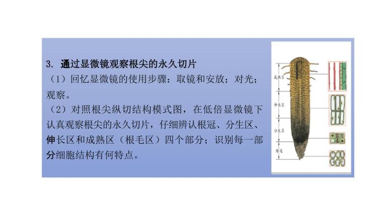 初中生物中考复习 初中生物实验突破（通用版）：观察根毛和根尖的结构课件 教习网试卷下载