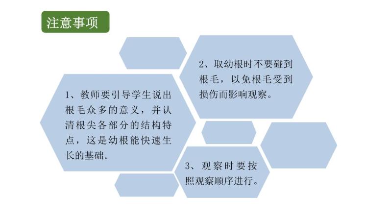 初中生物中考复习 初中生物实验突破（通用版）：观察根毛和根尖的结构课件 教习网试卷下载