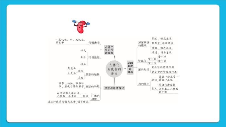 第11章 人体代谢废物的排出 章末复习 课件 教习网课件下载