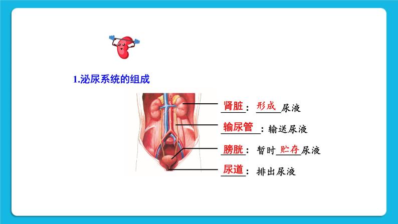 第11章 人体代谢废物的排出 章末复习 课件 教习网课件下载
