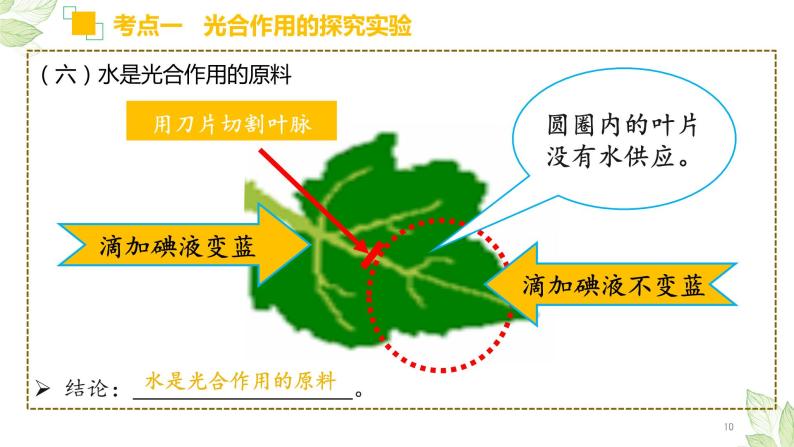 初中生物中考复习 专题07 绿色植物的光合作用(上课用课件) 【过一轮】2022年中考生物一轮复习课件精讲与习题精练 教习网课件下载