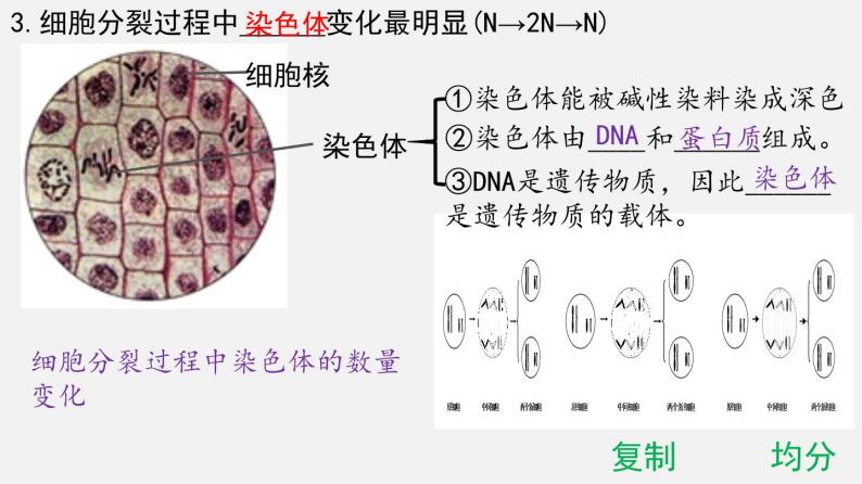 细胞怎样构成生物体专题复习公开课课件 教习网课件下载