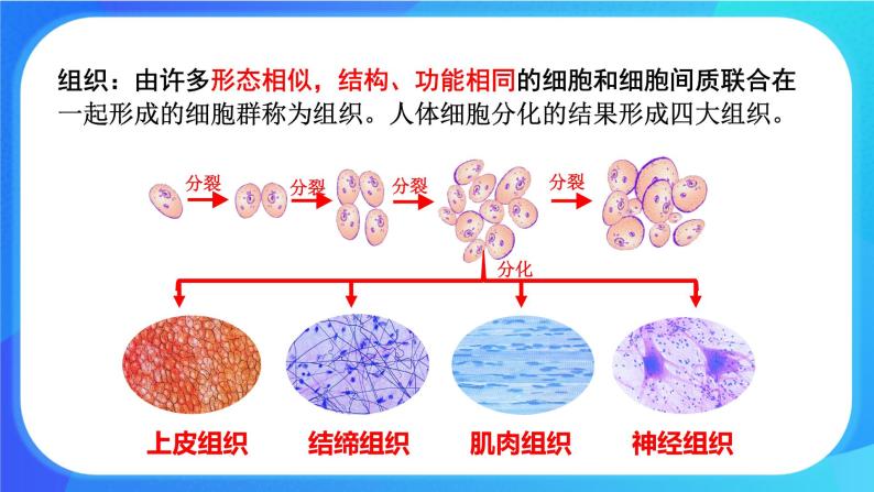 初中生物北师大版七年级上册第1节 细胞分化形成组织精品ppt课件 教习网课件下载