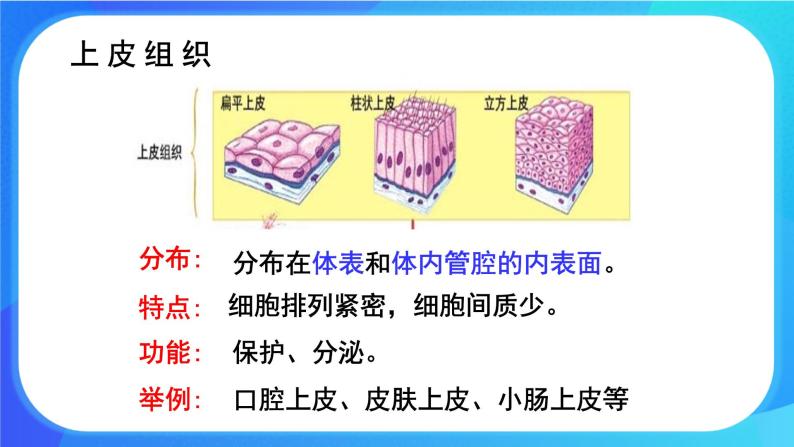 初中生物北师大版七年级上册第1节 细胞分化形成组织精品ppt课件 教习网课件下载