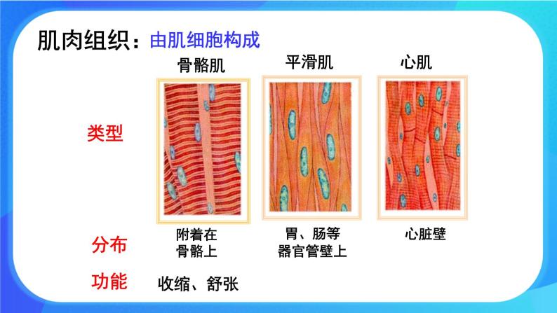 初中生物北师大版七年级上册第1节 细胞分化形成组织精品ppt课件 教习网课件下载