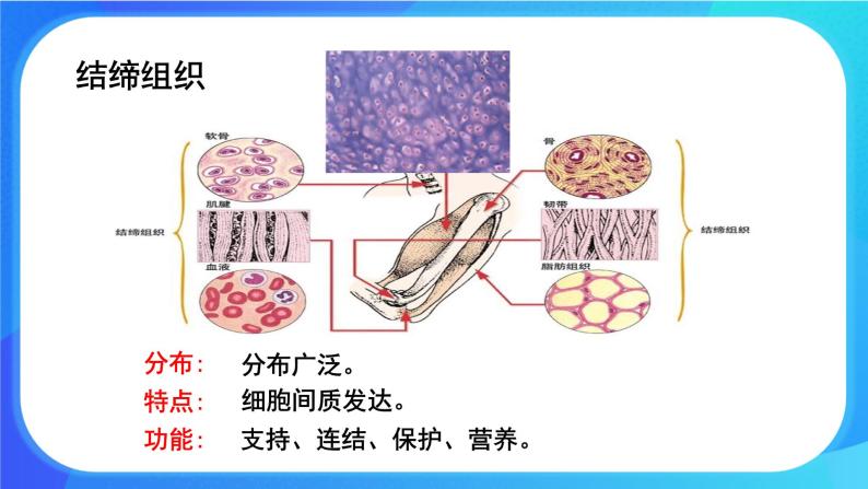 初中生物北师大版七年级上册第1节 细胞分化形成组织精品ppt课件 教习网课件下载