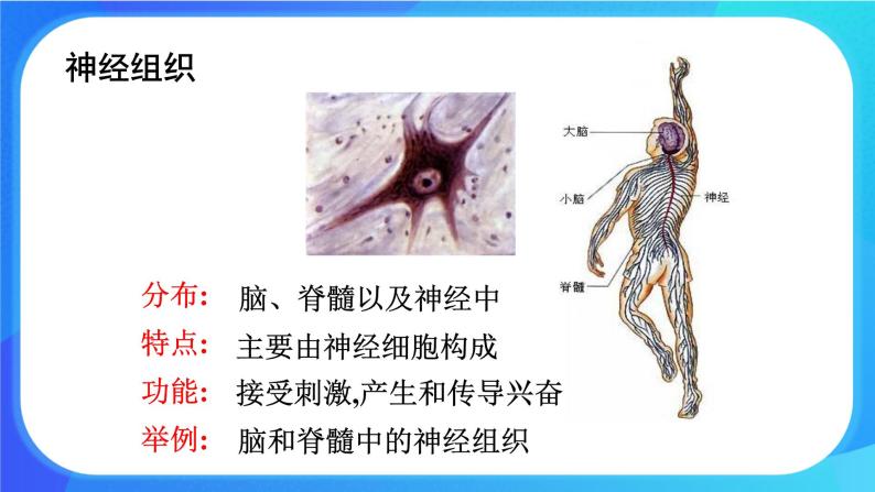 初中生物北师大版七年级上册第1节 细胞分化形成组织精品ppt课件 教习网课件下载