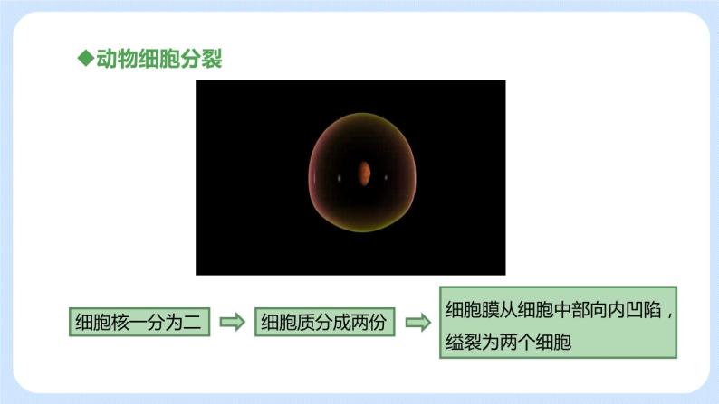 初中第一节 细胞通过分裂产生新细胞评优课课件ppt 教习网课件下载