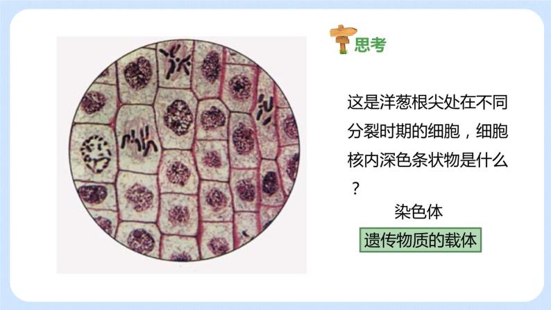 初中第一节 细胞通过分裂产生新细胞评优课课件ppt 教习网课件下载