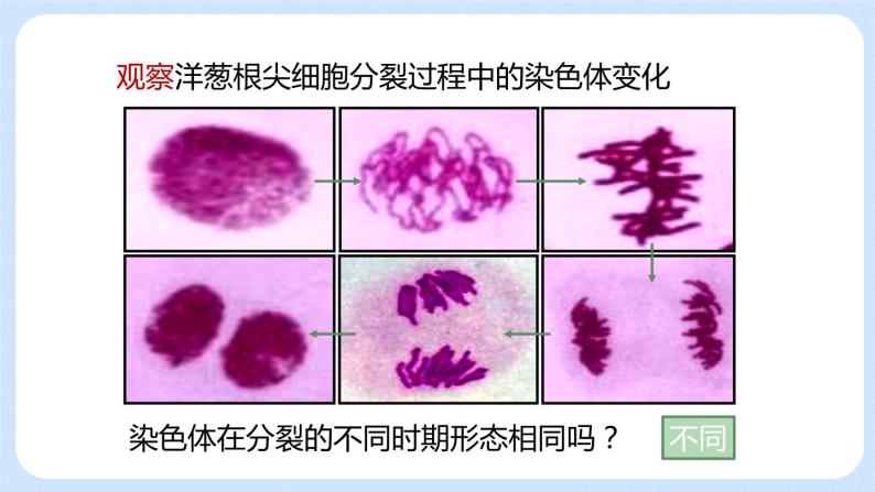 初中第一节 细胞通过分裂产生新细胞评优课课件ppt 教习网课件下载