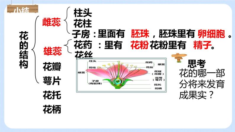 初中生物第三节 开花和结果一等奖课件ppt 教习网课件下载