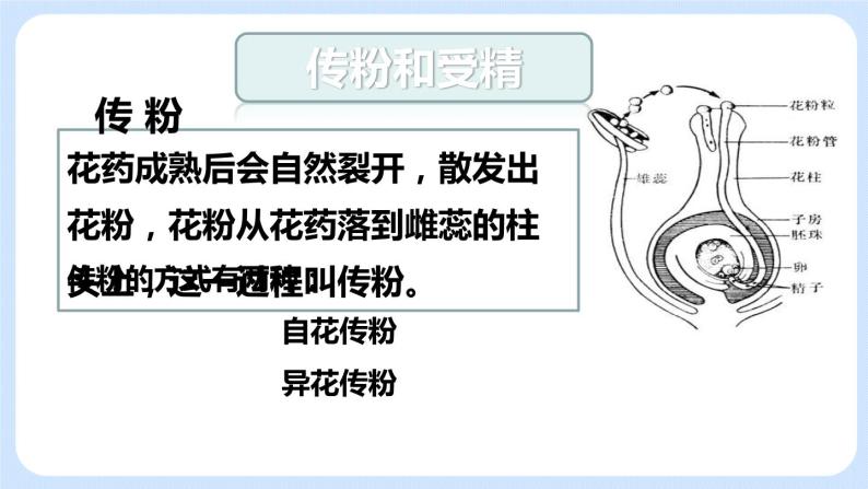 初中生物第三节 开花和结果一等奖课件ppt 教习网课件下载