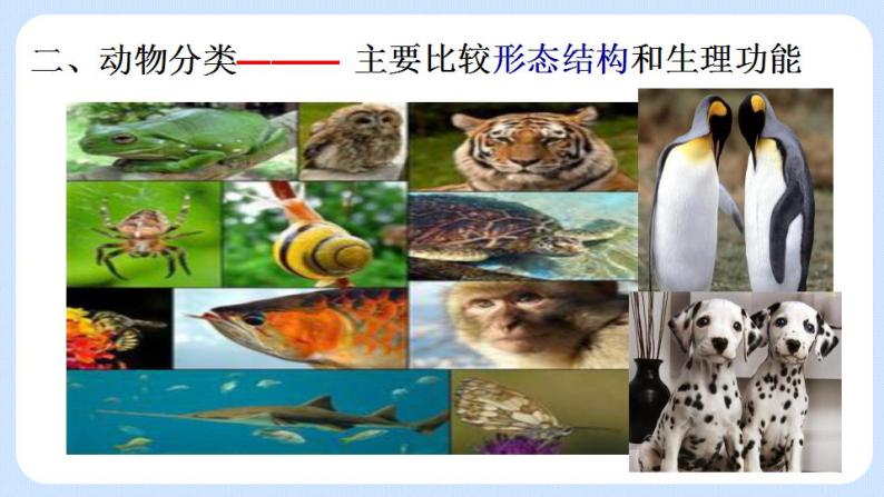 初中生物人教版 新课标八年级上册第六单元 生物的多样性及其保护第一章 根据生物的特征进行分类第一节 尝试对生物进行分类获奖ppt课件 教习