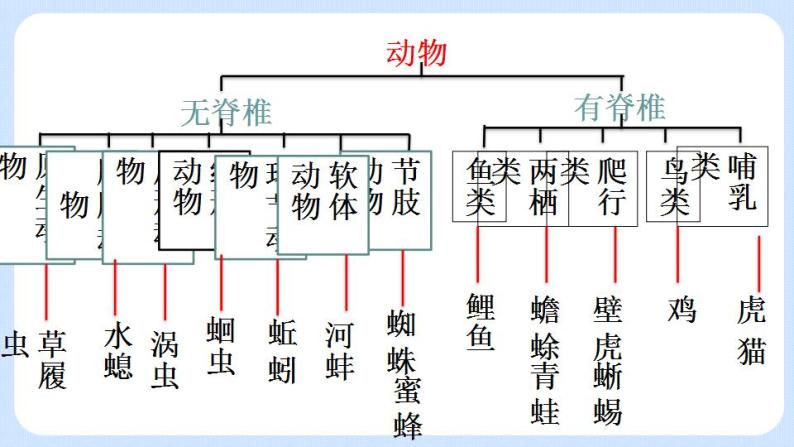 初中生物人教版 新课标八年级上册第六单元 生物的多样性及其保护第一章 根据生物的特征进行分类第一节 尝试对生物进行分类获奖ppt课件 教习