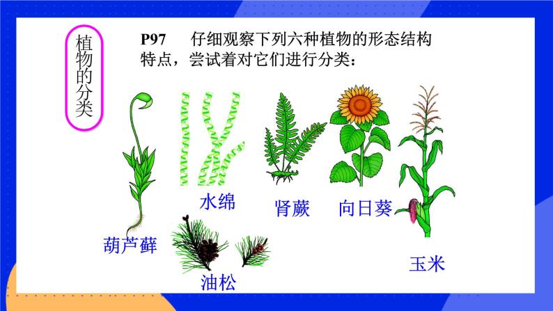 人教版 新课标八年级上册第一节 尝试对生物进行分类优秀习题课件ppt 教习网课件下载