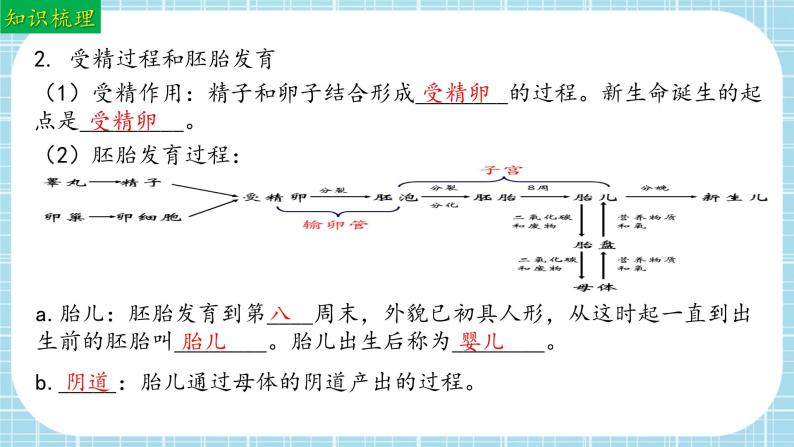单元复习01 人的生殖和发育(复习课件)——2022 2023学年人教版生物七年级下册单元综合复习 教习网课件下载