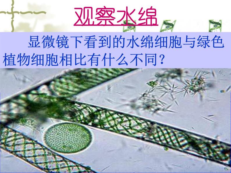 初中生物冀少版七年级上册第三节 藻类植物教课ppt课件 教习网课件下载