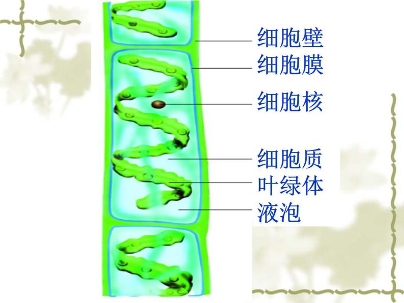 初中生物冀少版七年级上册第三节 藻类植物教课ppt课件 教习网课件下载