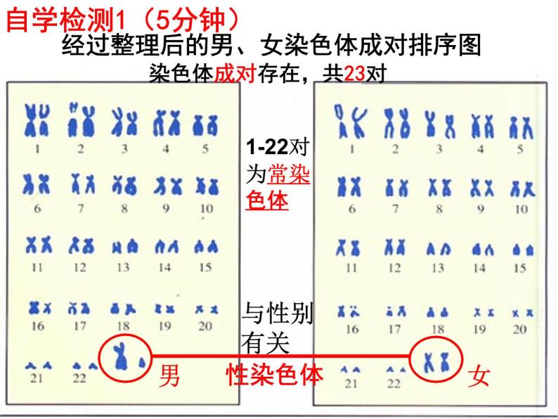 初中生物人教版 新课标八年级下册第七单元 生物圈中生命的延续和发展第二章 生物的遗传和变异第四节 人的性别遗传集体备课课件ppt 教习网课件下载