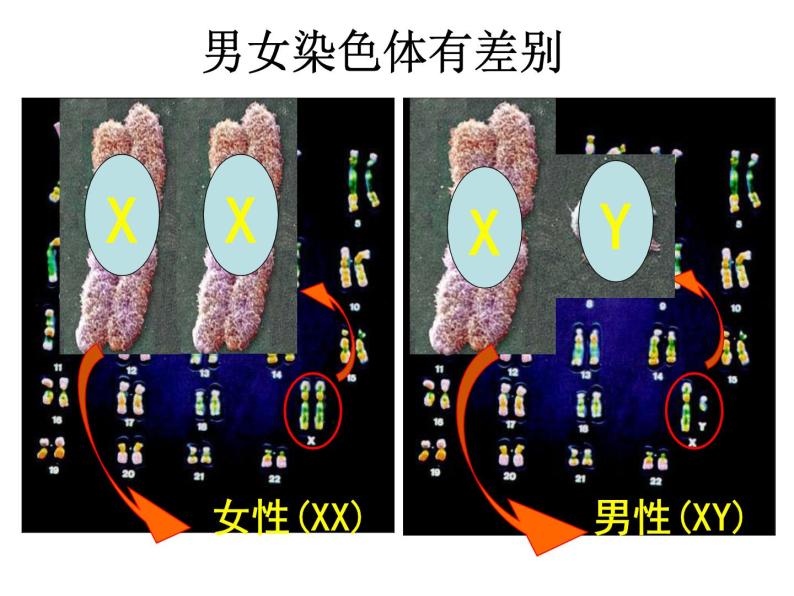 初中生物人教版 新课标八年级下册第七单元 生物圈中生命的延续和发展第二章 生物的遗传和变异第四节 人的性别遗传集体备课课件ppt 教习网课件下载