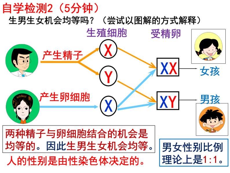 初中生物人教版 新课标八年级下册第七单元 生物圈中生命的延续和发展第二章 生物的遗传和变异第四节 人的性别遗传集体备课课件ppt 教习网课件下载