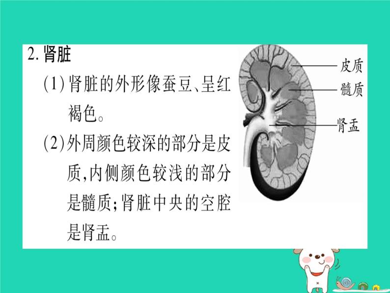 初中生物中考复习 中考生物总复习七下第4单元第11章人体代谢废物的排出课件 教习网课件下载