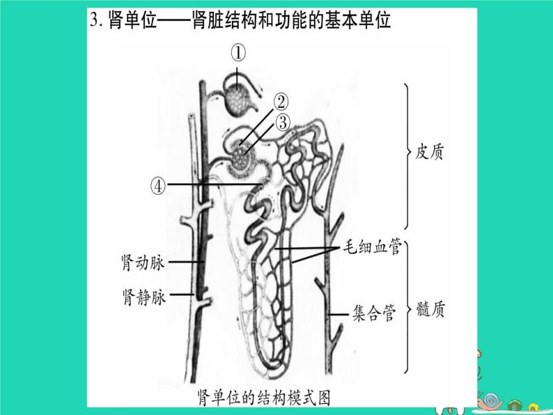 初中生物中考复习 中考生物总复习七下第4单元第11章人体代谢废物的排出课件 教习网课件下载