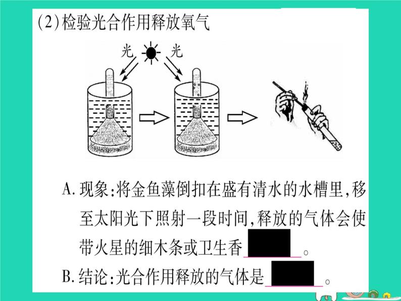 初中生物中考复习 中考生物总复习七上第3单元第5章绿色开花植物的生活方式课件 教习网课件下载