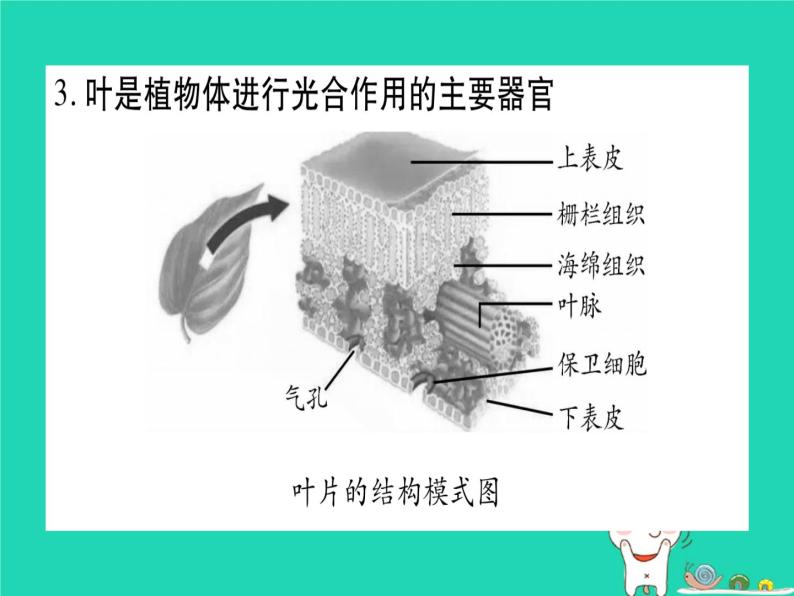 初中生物中考复习 中考生物总复习七上第3单元第5章绿色开花植物的生活方式课件 教习网课件下载