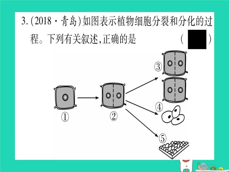 初中生物中考复习 中考生物总复习七上第2单元第4章生物体的结构层次习题课件 教习网课件下载