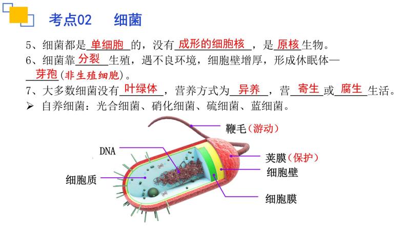 专题17细菌、真菌和病毒 【专题复习】课件ppt 教习网课件下载