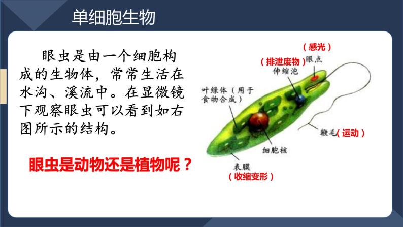 生物人教版 新课标第二单元 生物体的结构层次第二章 细胞怎样构成生物体第四节 单细胞生物课堂教学ppt课件 教习网课件下载