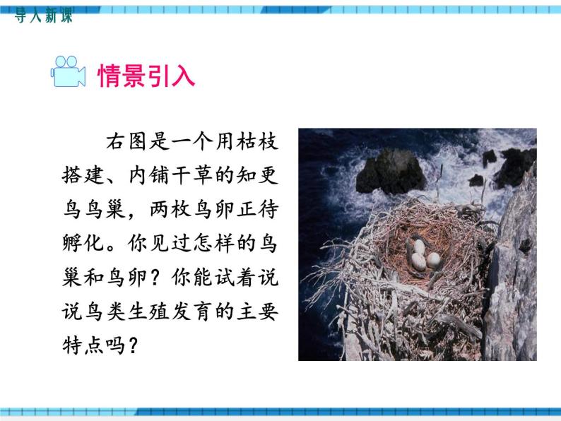 人教版 新课标八年级下册第四节 鸟的生殖和发育优质课件ppt 教习网课件下载