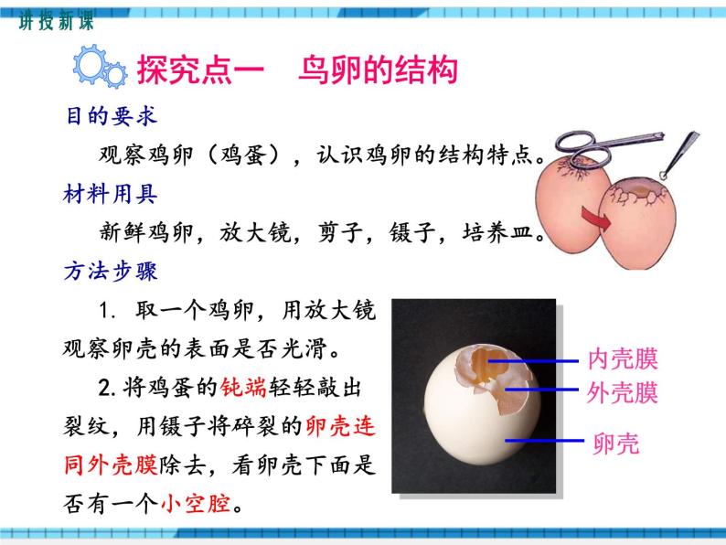 人教版 新课标八年级下册第四节 鸟的生殖和发育优质课件ppt 教习网课件下载