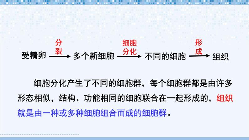 北师大版七年级上册第1节 细胞分化形成组织图片课件ppt 教习网课件下载
