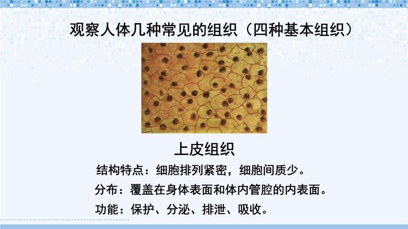 北师大版七年级上册第1节 细胞分化形成组织图片课件ppt 教习网课件下载