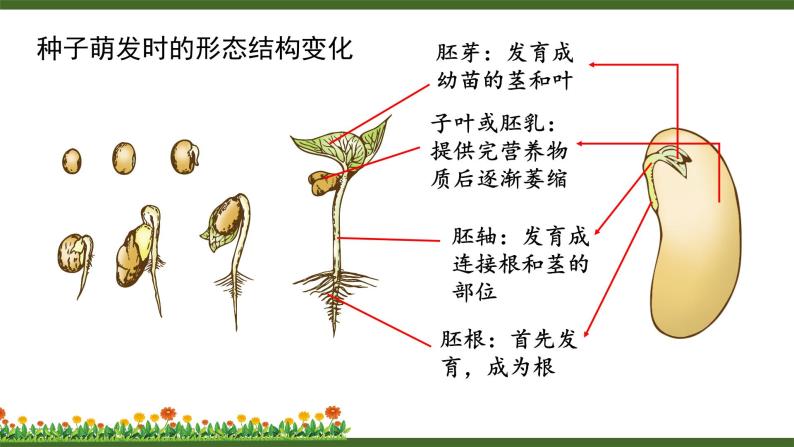初中生物北师大版七年级上册第1节 种子萌发形成幼苗授课ppt课件 教习网课件下载