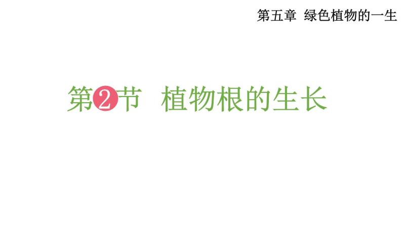 初中生物苏教版七年级上册第3单元 生物圈中的绿色植物第5章 绿色植物的一生第二节 植物根的生长背景图ppt课件 教习网课件下载