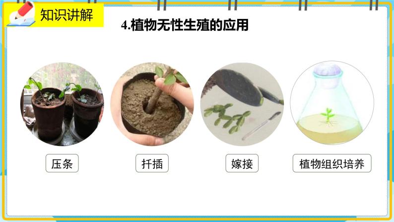 初中生物北师大版八年级上册第3节 植物的生殖方式精品ppt课件 教习网课件下载