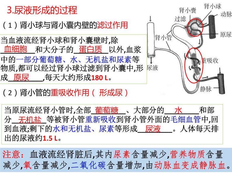 第11章 人体代谢废物的排出 【期末通关】2022 2023学年七年级下学期生物考点精讲与要点归纳（北师大版）课件ppt 教习网课件下载