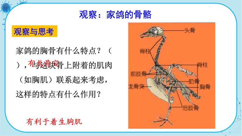 初中生物人教版 新课标八年级上册第六节 鸟一等奖ppt课件 教习网课件下载