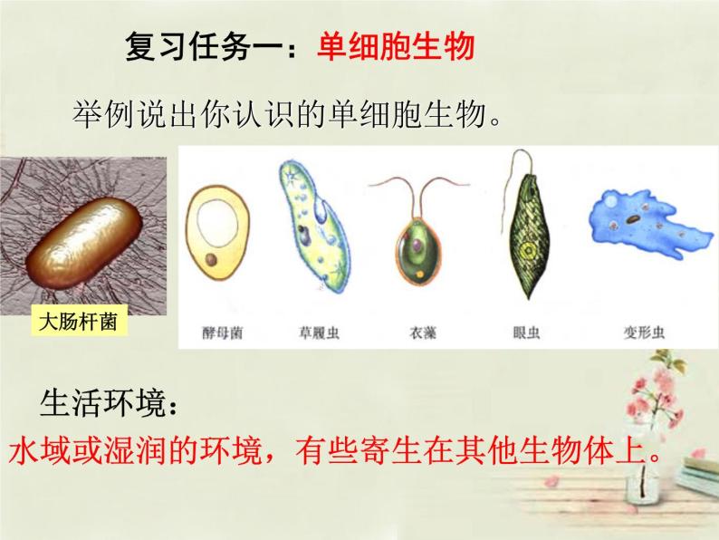 2023年八年级生物中考一轮复习课件：生物体的结构层次 教习网课件下载