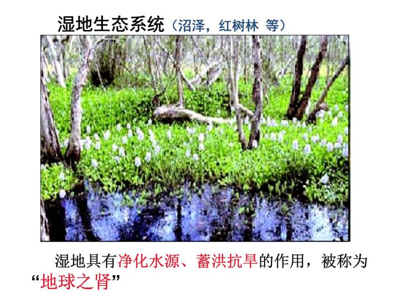 初中生物人教版 新课标七年级上册第三节 生物圈是最大的生态系统教课课件ppt 教习网课件下载