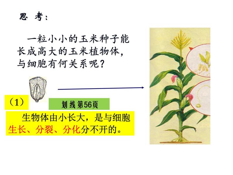 初中生物人教版 新课标七年级上册第二单元 生物体的结构层次第二章 细胞怎样构成生物体第一节 细胞通过分裂产生新细胞备课ppt课件 教习网课件下载